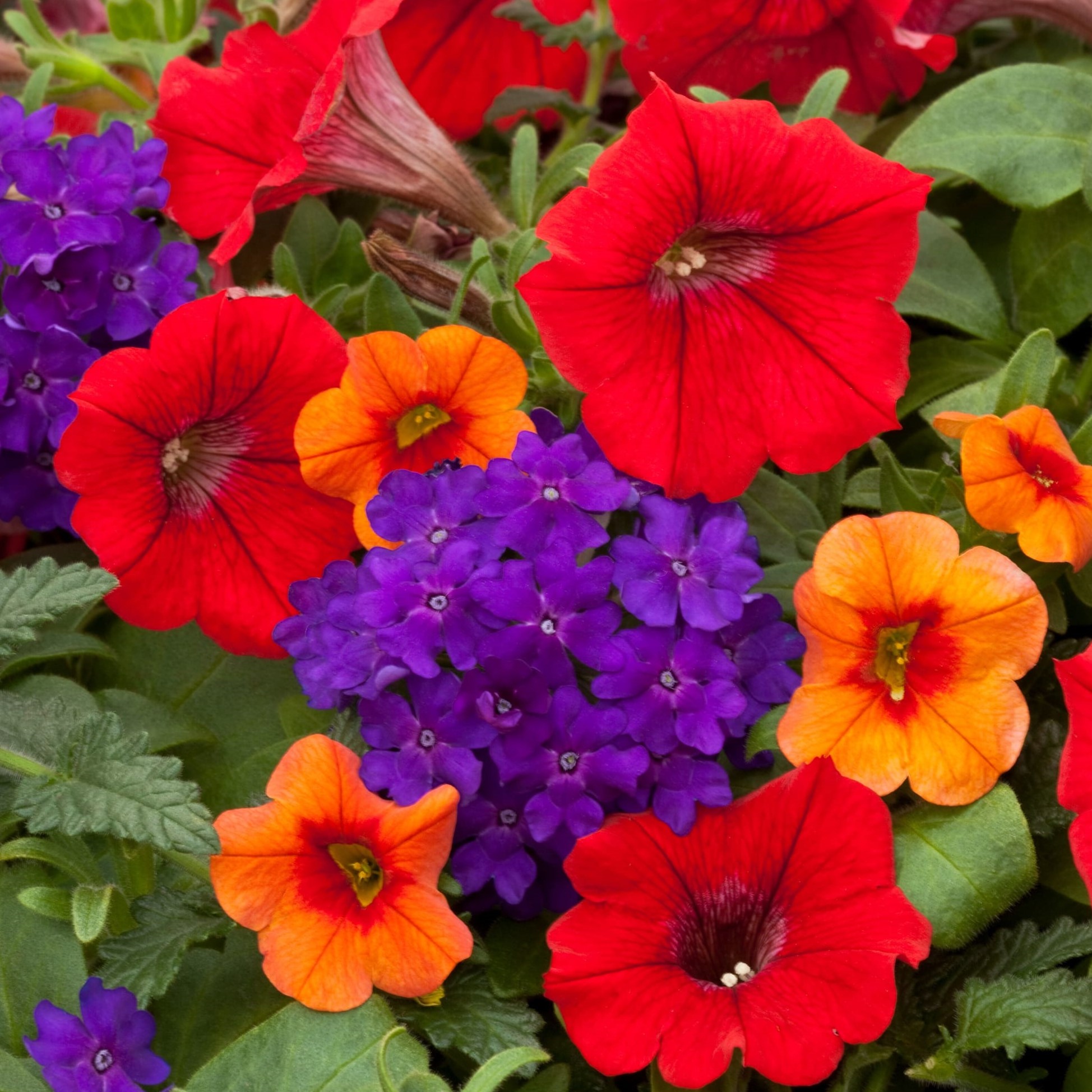 Kwik Kombos Southwestern Summer Mix Improved 36/36 Tray SF - Griffin ...
