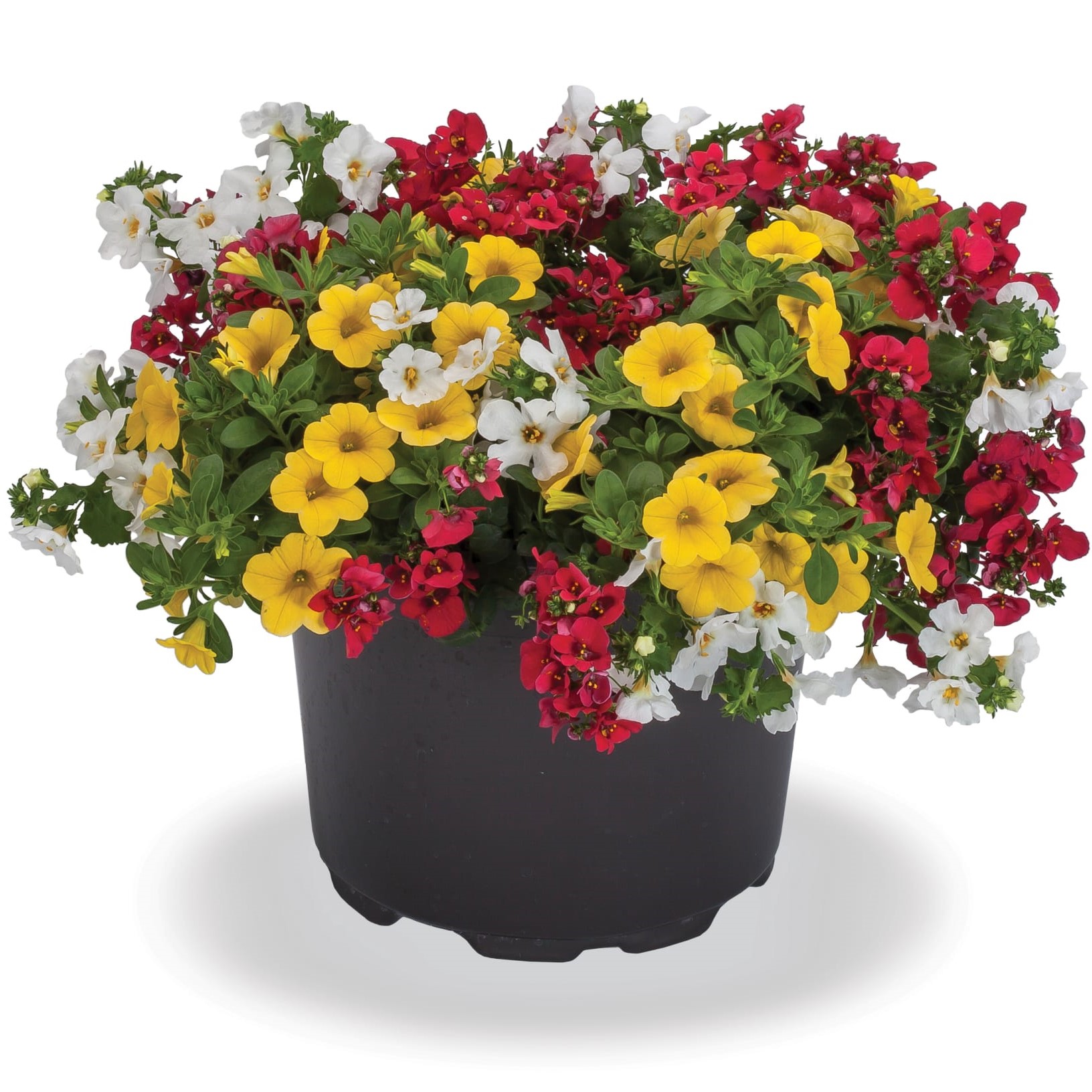 Kwik Kombo Spring Sunset Mix 105/100 K URC SF - Griffin Greenhouse Supplies