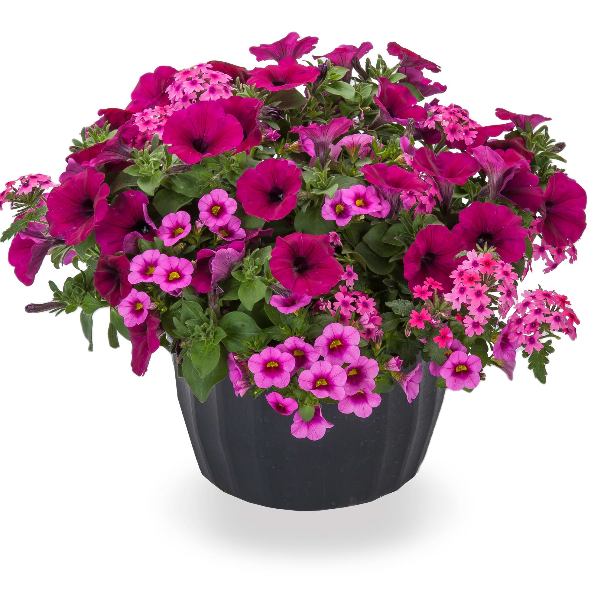 Kwik Kombo Summer Jelly Mix 50/50 Tray SF - Griffin Greenhouse Supplies