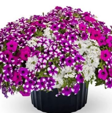 Kwik Kombos Blueberry Blast Mix 105/100 K URC SF Guatemala - Griffin ...