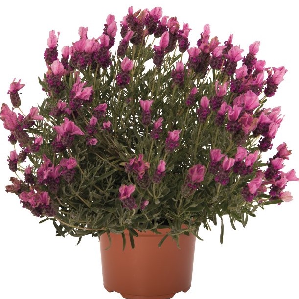 Lavender La Diva Papillon Deep Rose 50/50 Tray Precooled - Griffin ...