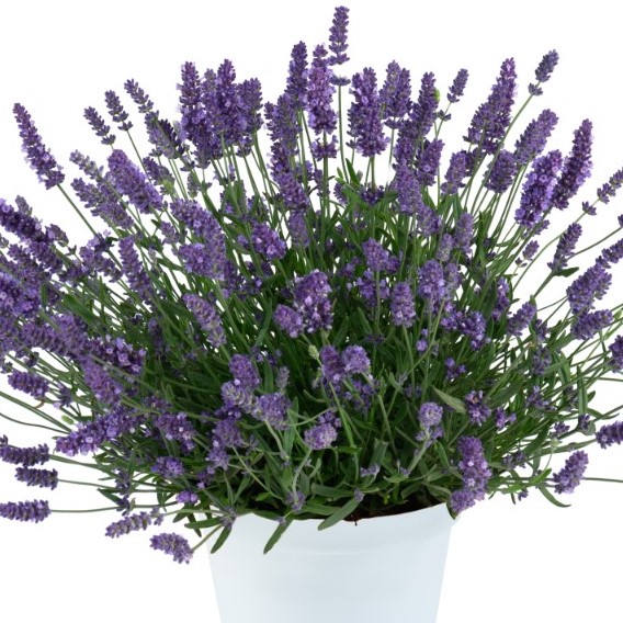 Lavender Layla Presto Blue 98/96 Tray - Griffin Greenhouse Supplies