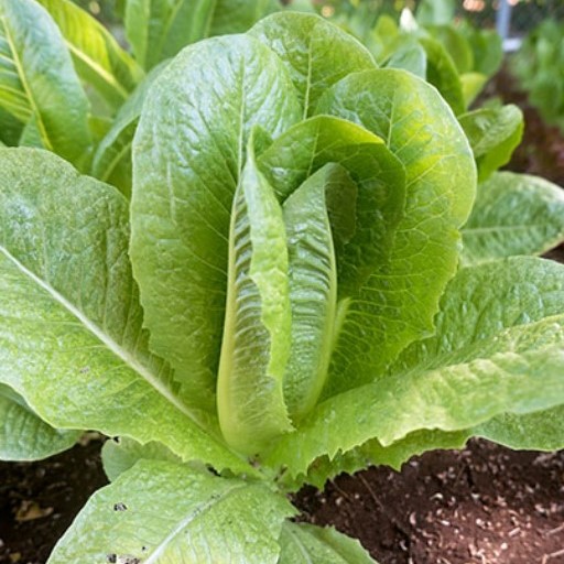 Lettuce Seed - Griffin Greenhouse Supplies