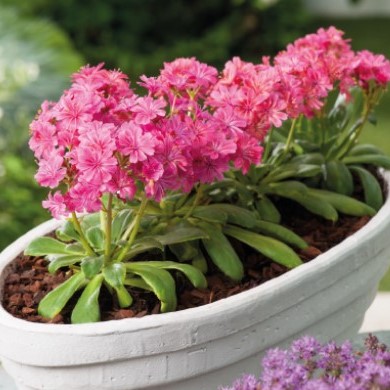 Lewisia Seed - Griffin Greenhouse Supplies