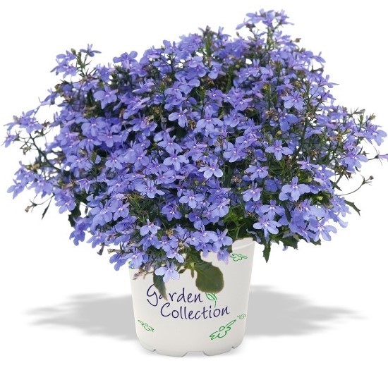 Lobelia Hot Waterblue 51/50 Tray - Griffin Greenhouse Supplies