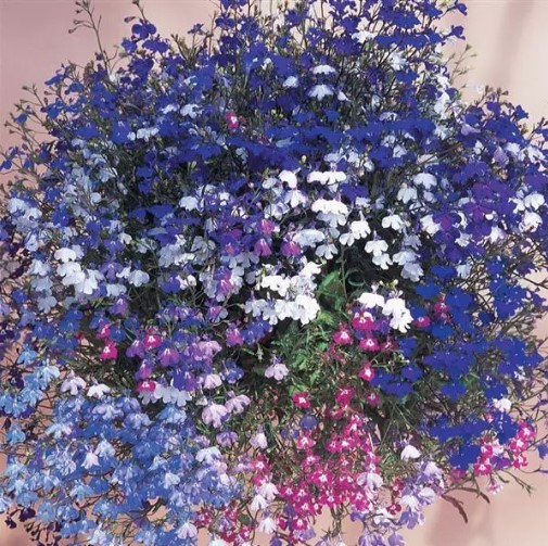 Lobelia Seed - Griffin Greenhouse Supplies
