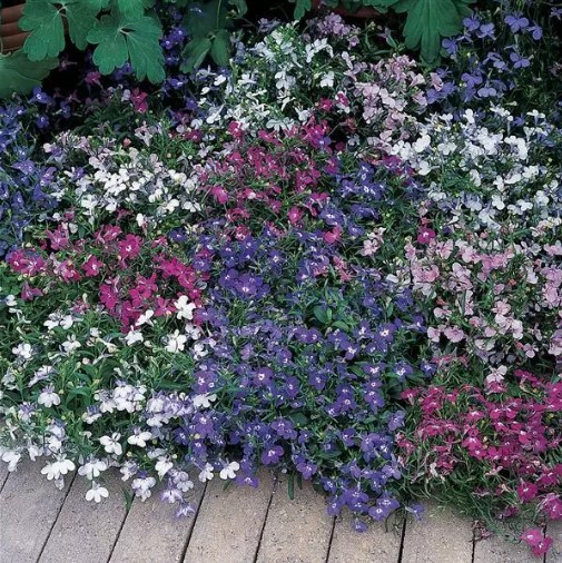Lobelia Riviera Mix ASTD - Griffin Greenhouse Supplies