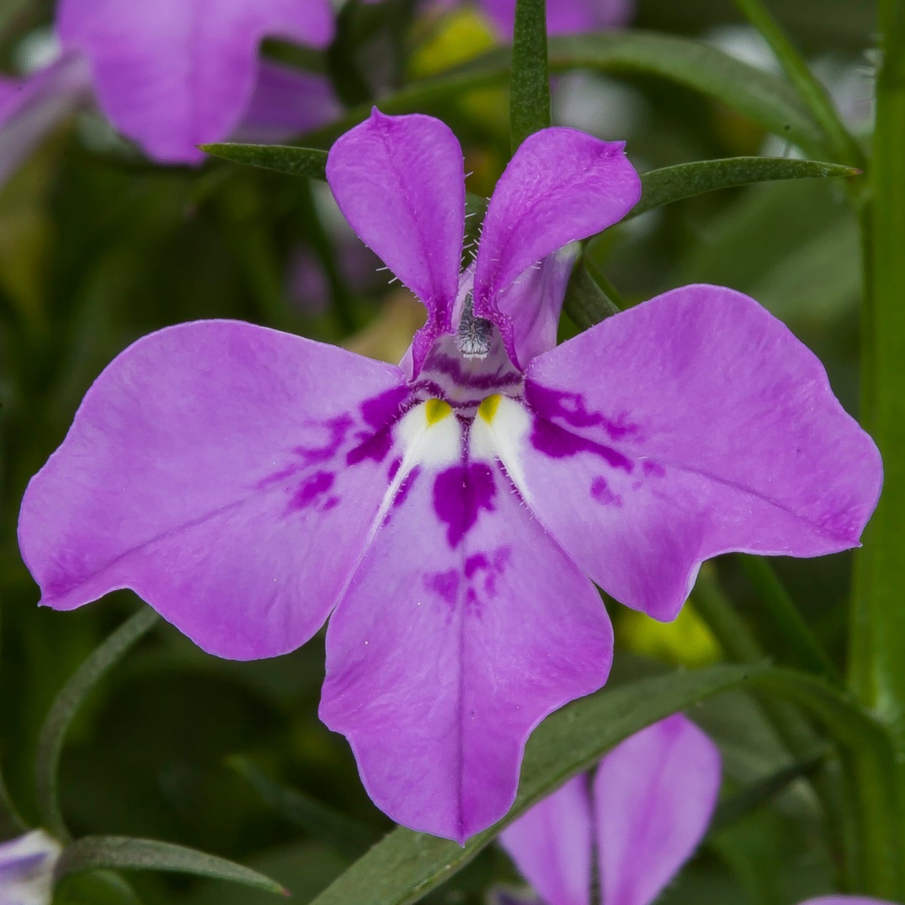 Lobelia Techno Lilac 51/51 Tray SF - Griffin Greenhouse Supplies