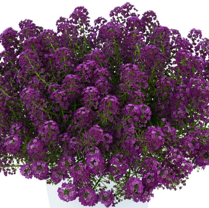 You Searched For "lobularia amos" - Griffin Greenhouse Supplies