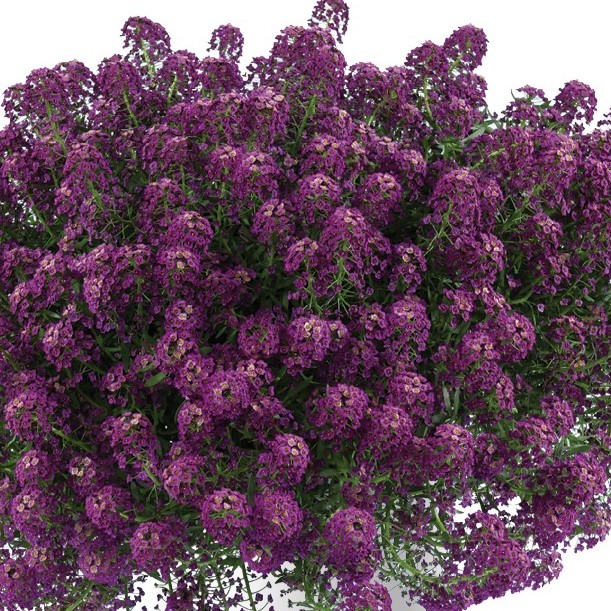 You Searched For "lobularia amos" - Griffin Greenhouse Supplies