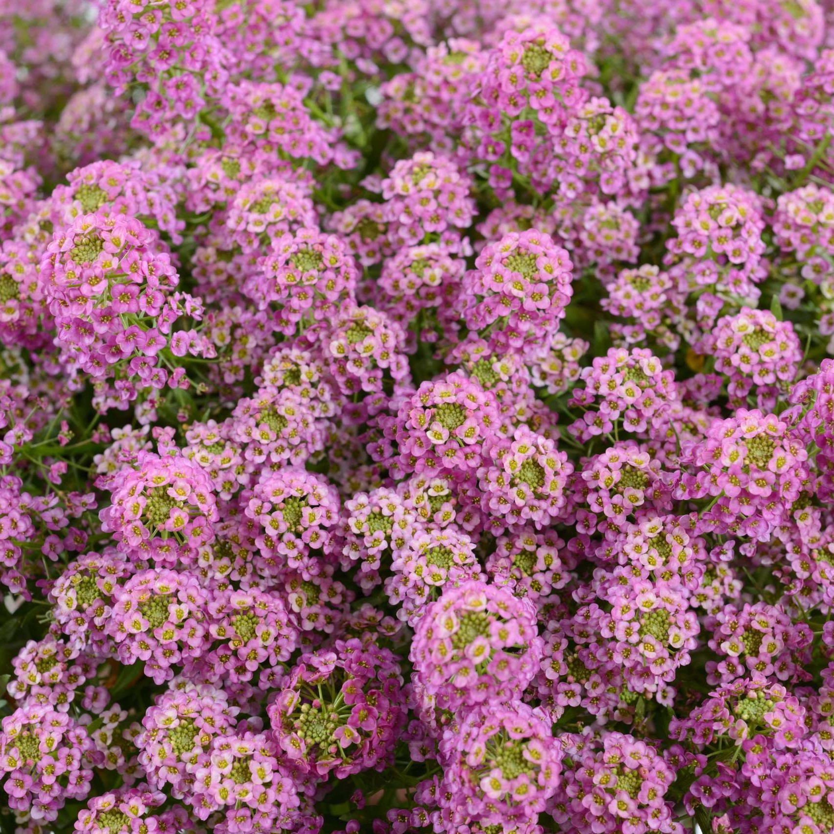You Searched For "lobularia amos" - Griffin Greenhouse Supplies