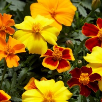 Marigold Seed - Griffin Greenhouse Supplies