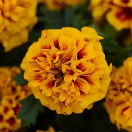Marigold Seed - Griffin Greenhouse Supplies