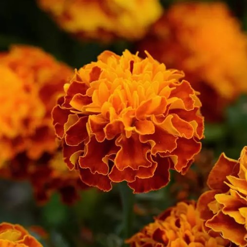 Marigold Seed - Griffin Greenhouse Supplies