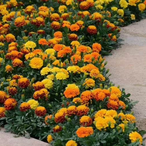 Marigold Seed - Griffin Greenhouse Supplies