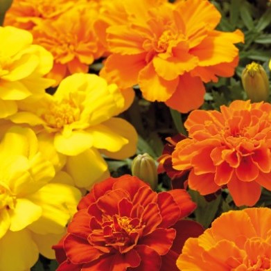 Marigold Seed - Griffin Greenhouse Supplies