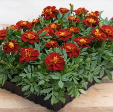 Marigold Seed - Griffin Greenhouse Supplies