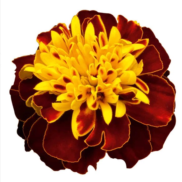 Marigold Seed - Griffin Greenhouse Supplies