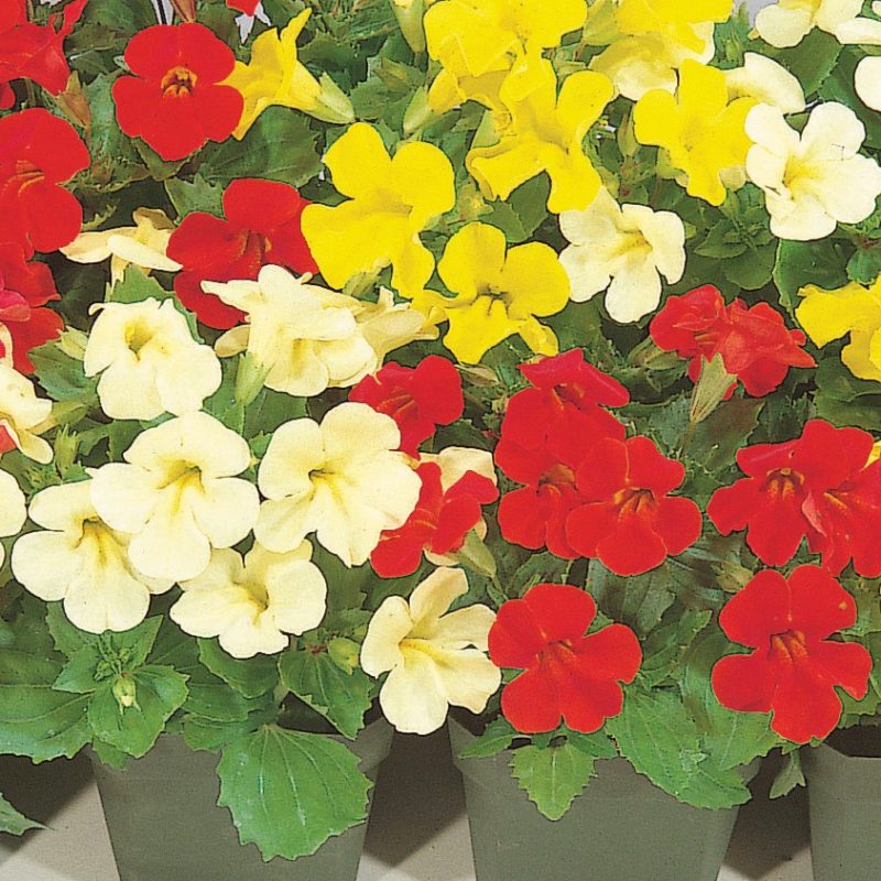Mimulus Seed - Griffin Greenhouse Supplies