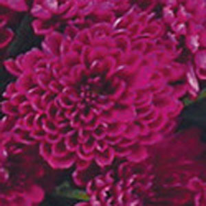 Gediflora Mums Unrooted - Griffin Greenhouse Supplies