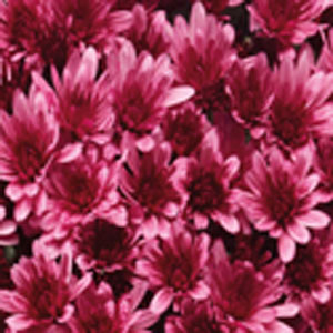 Gediflora Mums Unrooted - Griffin Greenhouse Supplies