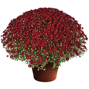 Syngenta Flowers Garden Mums Unrooted - Griffin Greenhouse Supplies