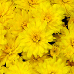 Gediflora Mums Unrooted - Griffin Greenhouse Supplies
