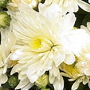 Gediflora Mums Unrooted - Griffin Greenhouse Supplies