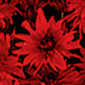 Gediflora Mums Unrooted - Griffin Greenhouse Supplies