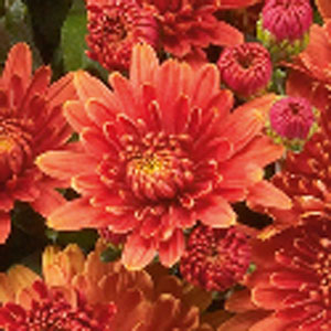 Gediflora Mums Unrooted - Griffin Greenhouse Supplies