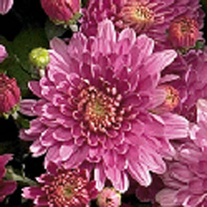 Raker-Roberta's Mums Rooted 162/160 Tray - Griffin Greenhouse Supplies