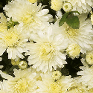 Gediflora Mums Unrooted - Griffin Greenhouse Supplies