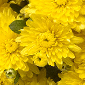 Lucas Greenhouses Mums Rooted - Griffin Greenhouse Supplies