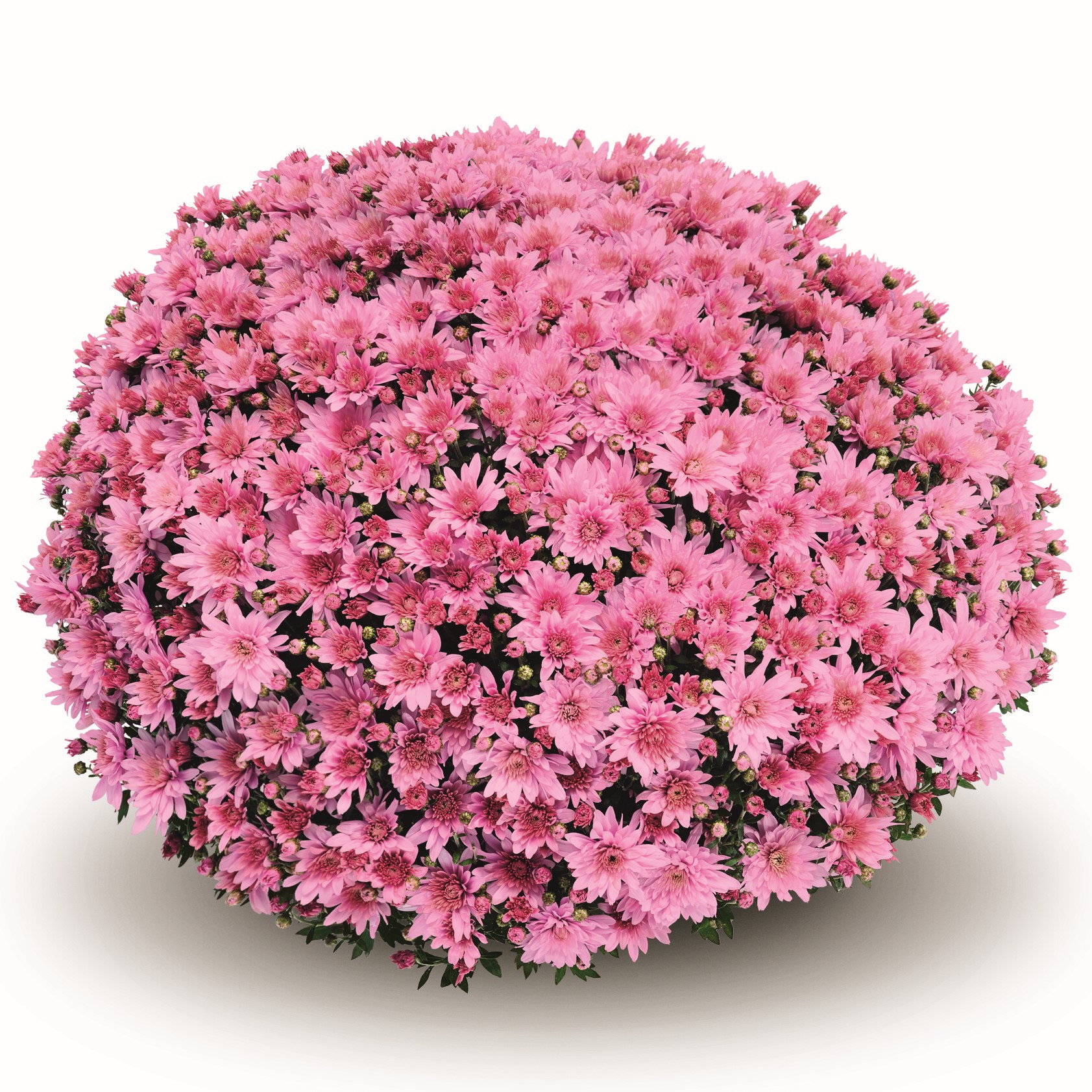 Lucas Greenhouses Mums & Asters Rooted - Griffin Greenhouse Supplies