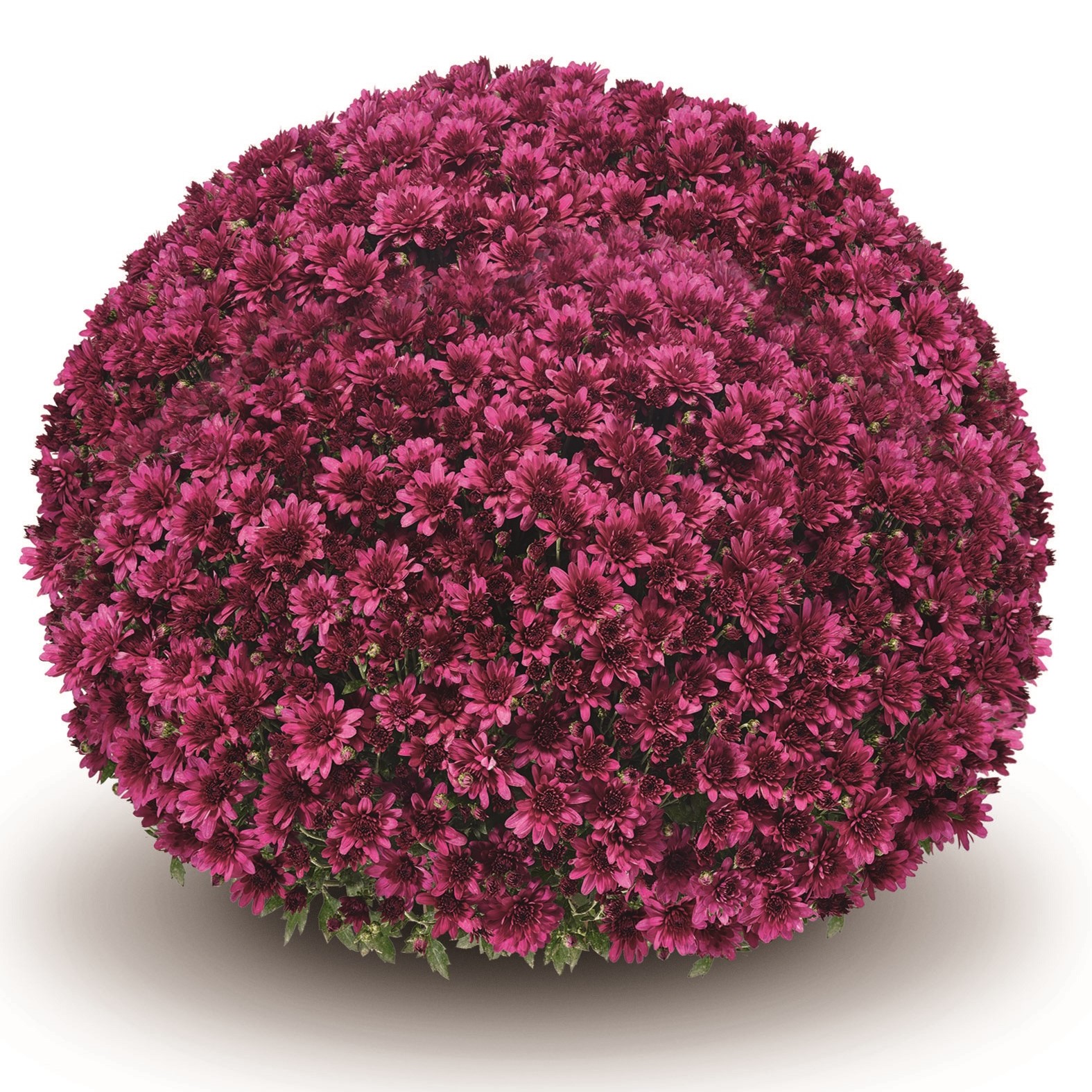 DGI Propagators Mums & Asters Rooted - Griffin Greenhouse Supplies