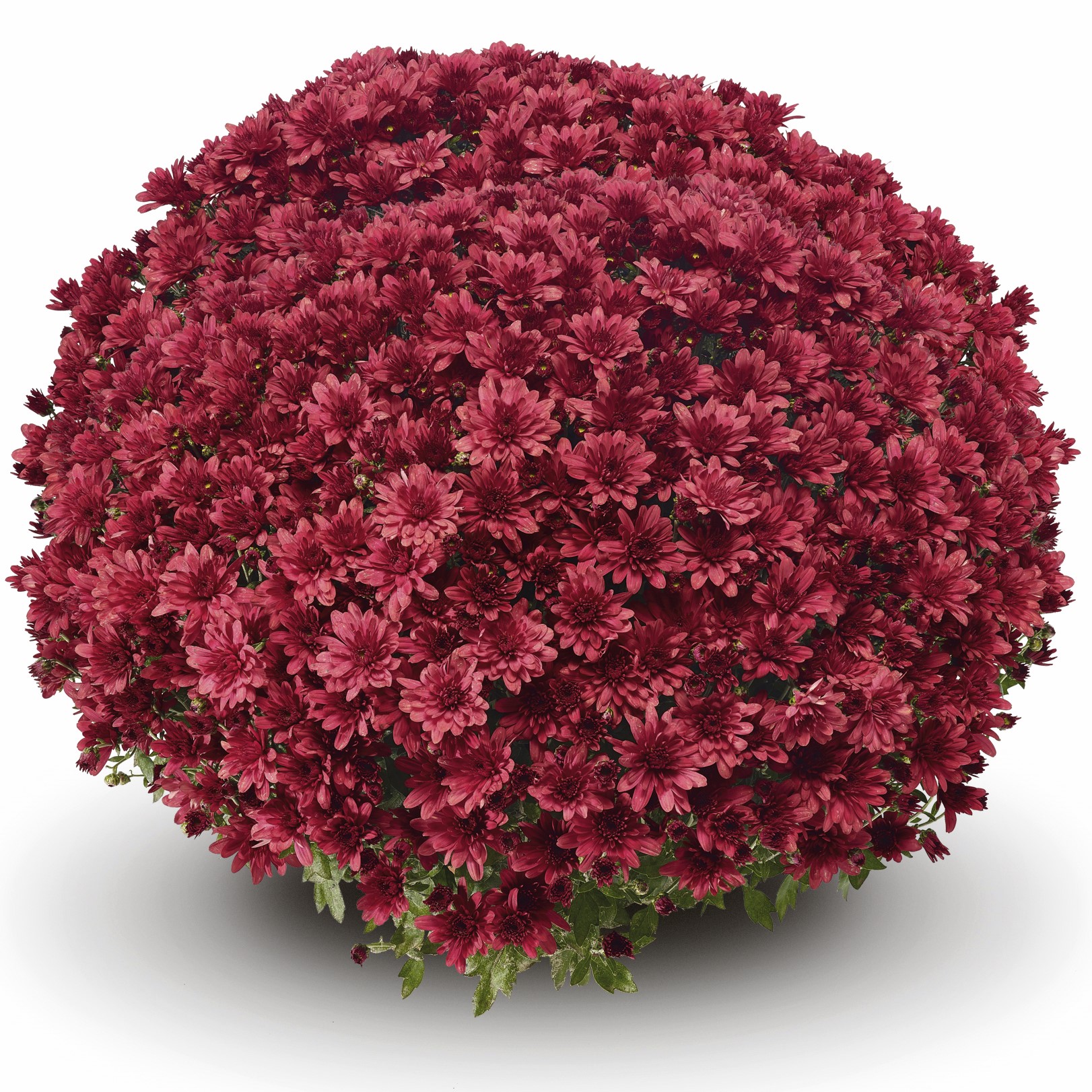 DGI Propagators Mums & Asters Rooted - Griffin Greenhouse Supplies