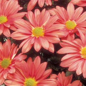 Syngenta Flowers Pot Mums Unrooted without Hormone - Griffin Greenhouse ...