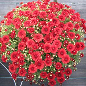 Gediflora Mums Unrooted - Griffin Greenhouse Supplies