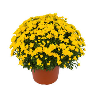 Mast Young Plants Rooted Mums - Griffin Greenhouse Supplies