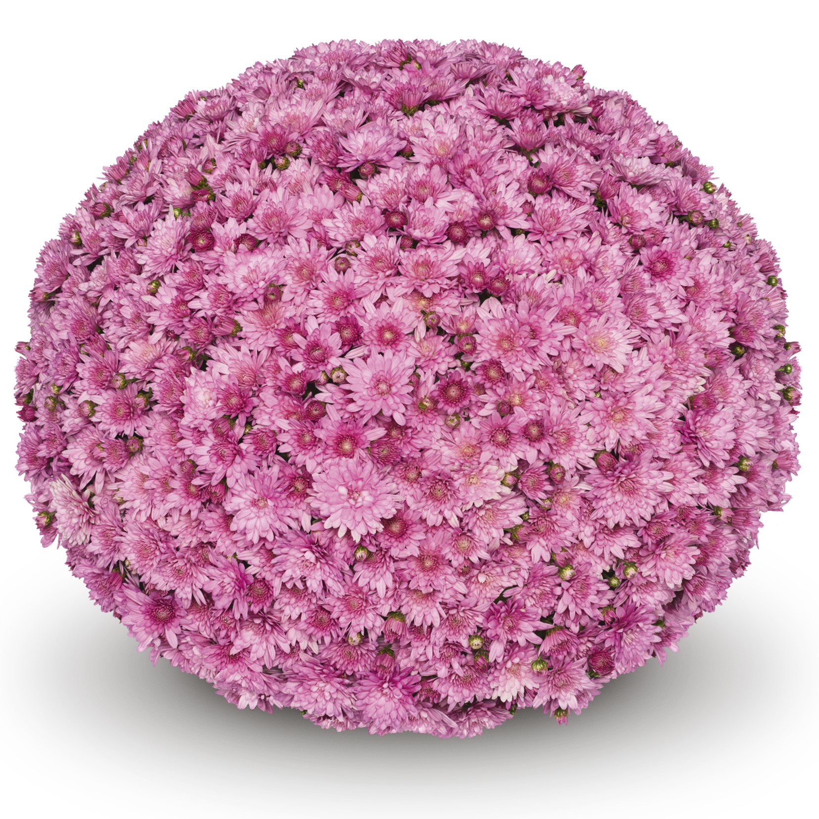 Mast Young Plants Mums Rooted - Griffin Greenhouse Supplies