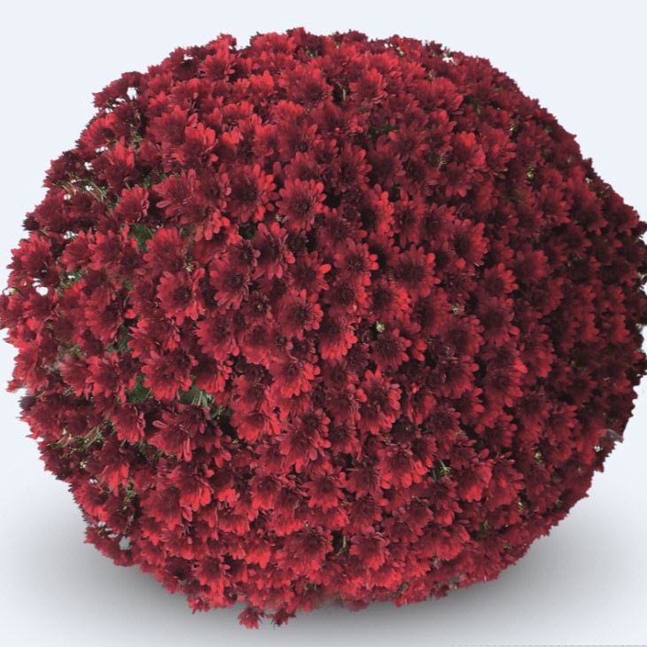 Gediflora Mums Unrooted - Griffin Greenhouse Supplies