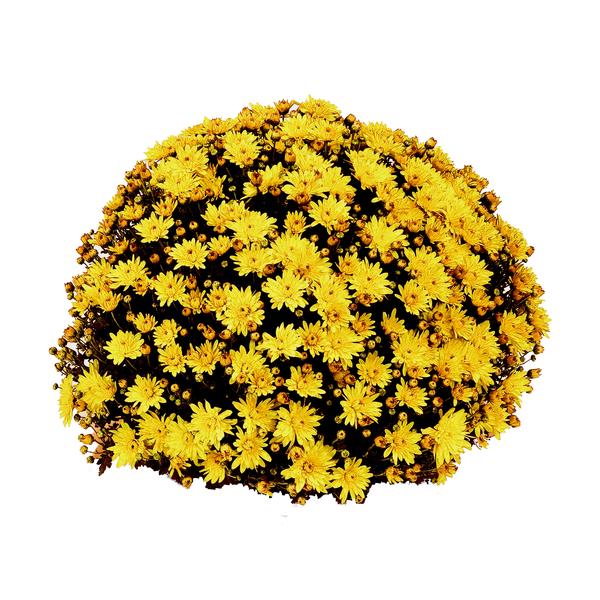 Gediflora Mums Unrooted - Griffin Greenhouse Supplies