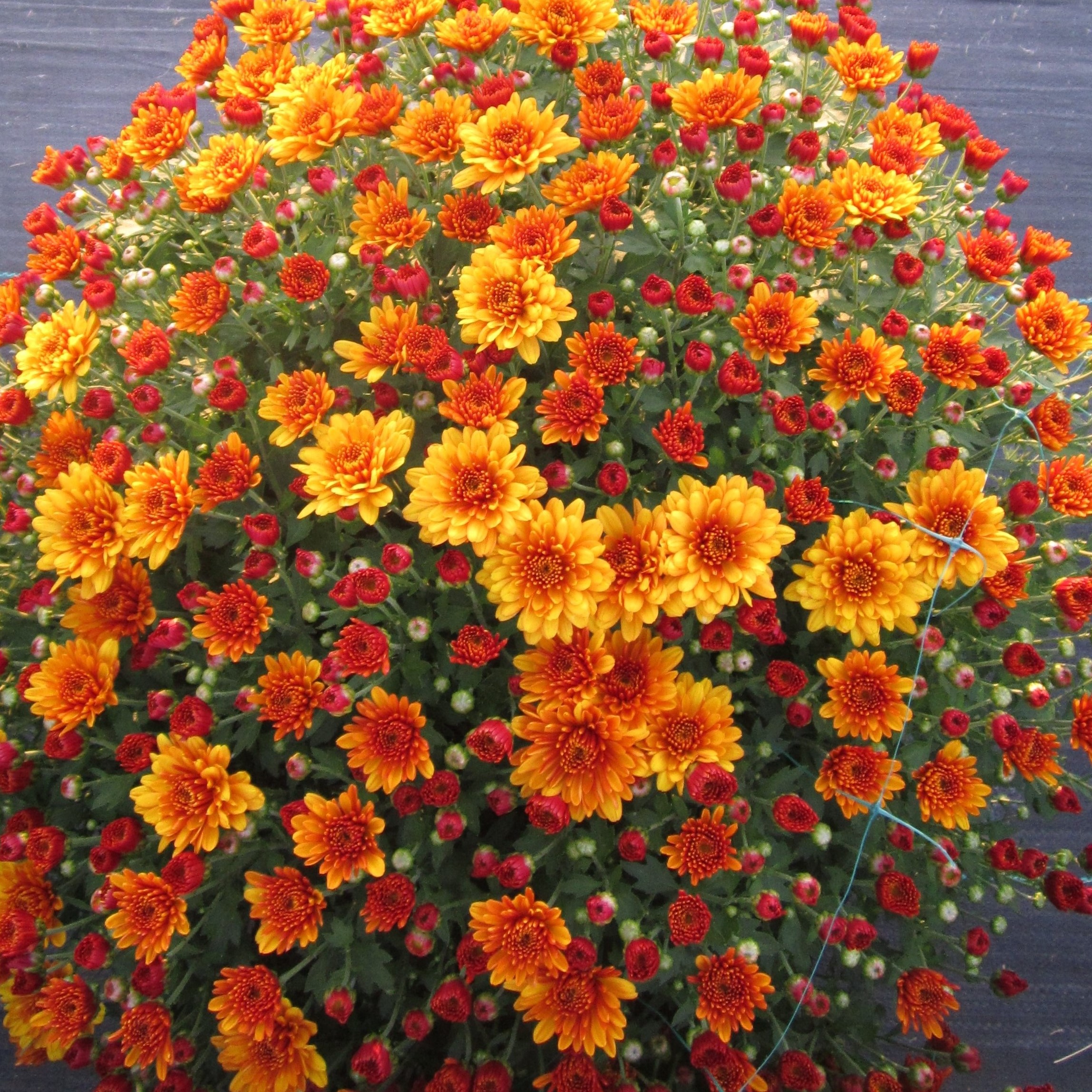 Gediflora Mums Unrooted - Griffin Greenhouse Supplies