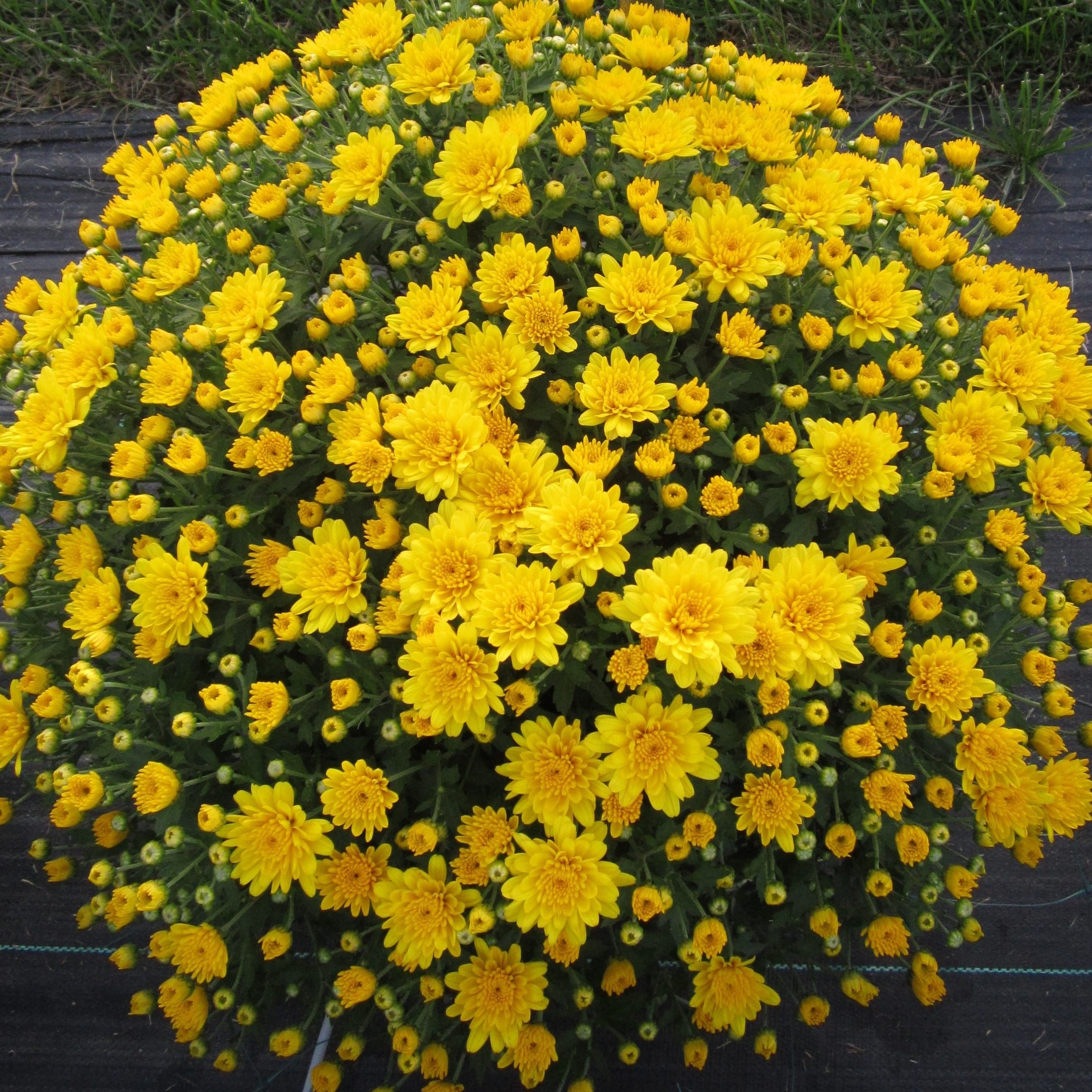 Gediflora Mums Unrooted - Griffin Greenhouse Supplies