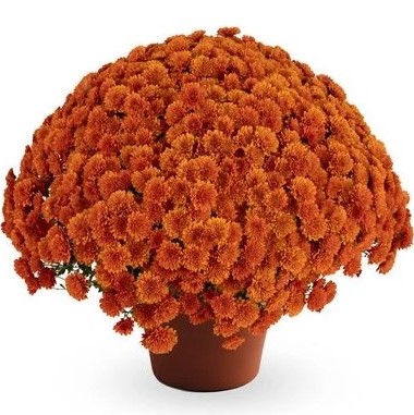 Mast Young Plants Mums Rooted - Griffin Greenhouse Supplies