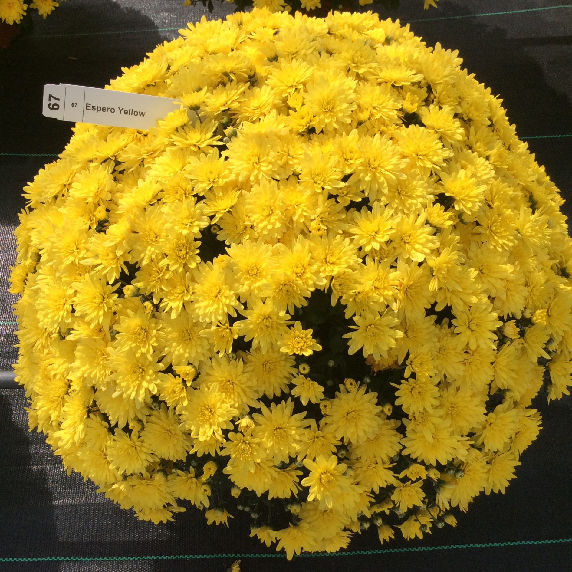 Gediflora Mums Unrooted - Griffin Greenhouse Supplies