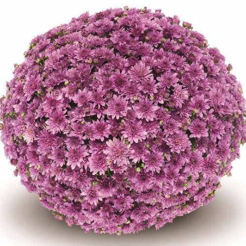 Gediflora Mums Unrooted - Griffin Greenhouse Supplies