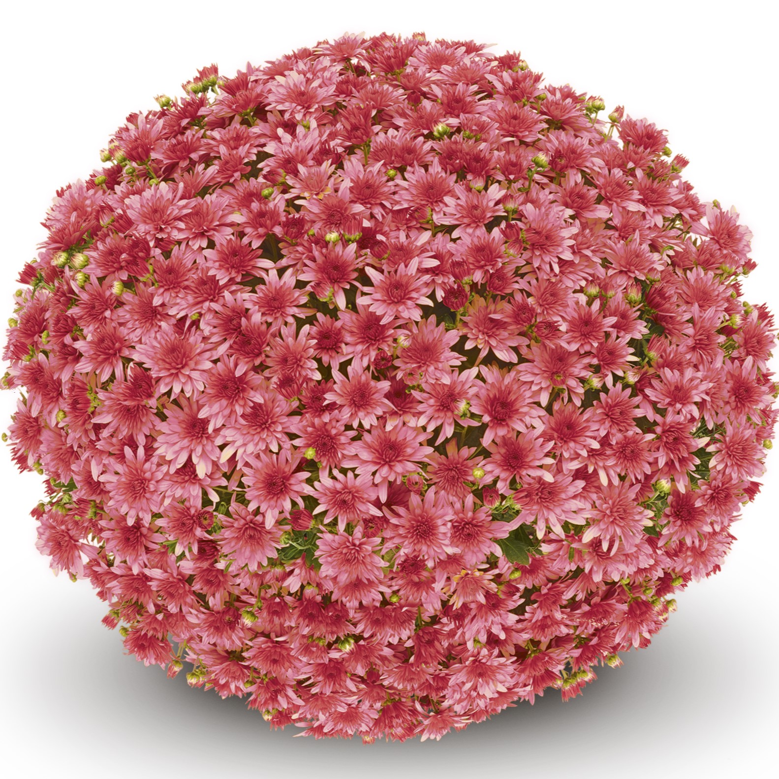 Gediflora Mums Unrooted - Griffin Greenhouse Supplies