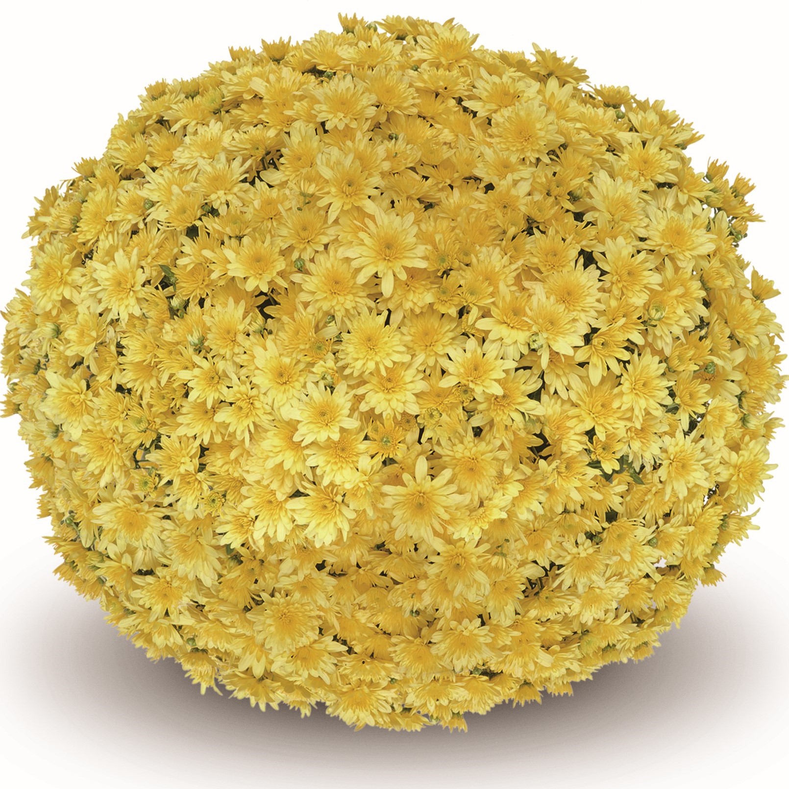 Gediflora Mums Unrooted - Griffin Greenhouse Supplies