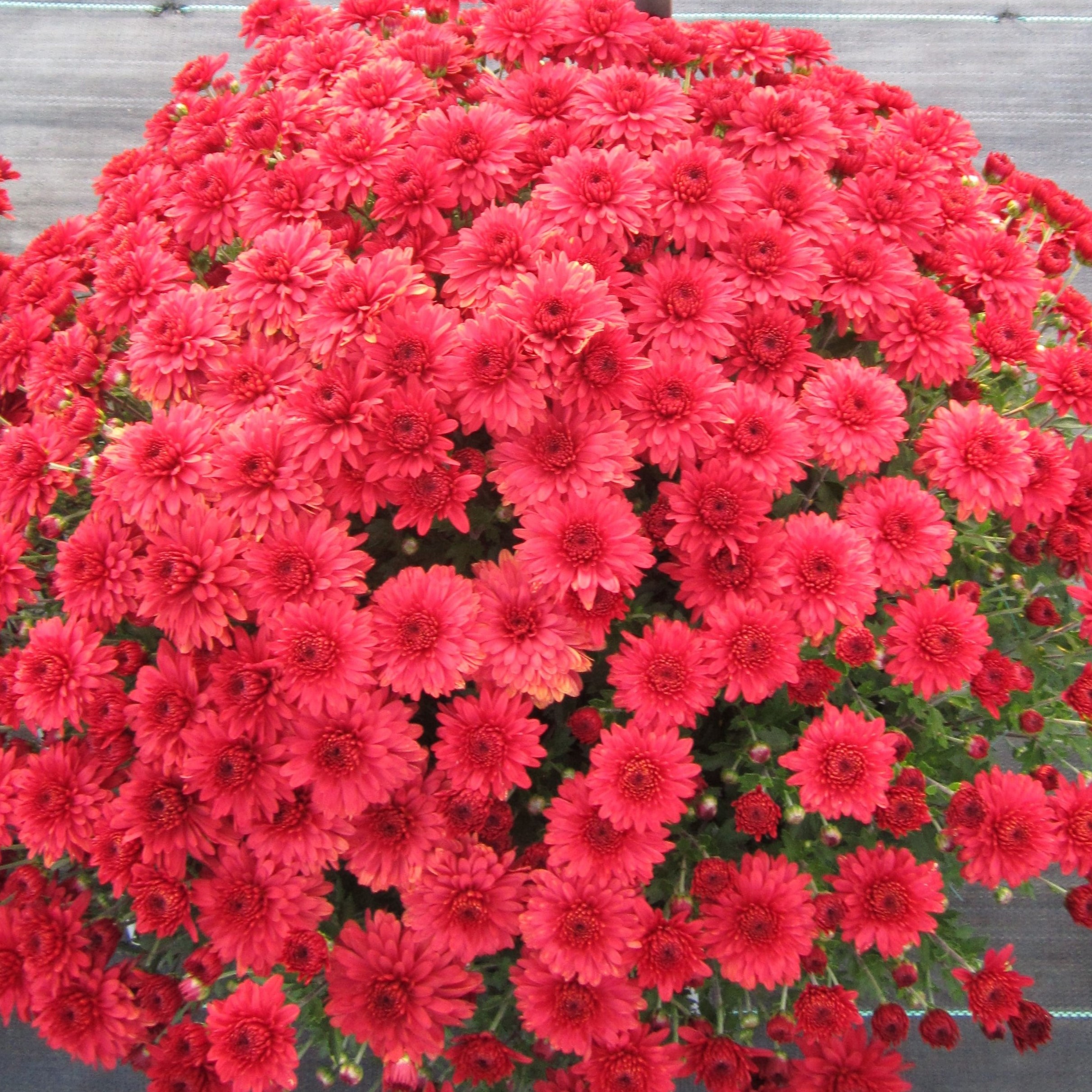 Gediflora Mums Unrooted - Griffin Greenhouse Supplies
